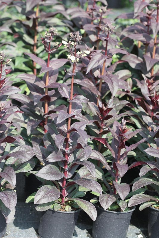 Penstemon Onyx and Pearls co 1l - Пенстемон Перлата на Оникс