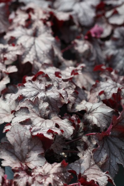 Heuchera Carnival Peach Parfait - Хойхера